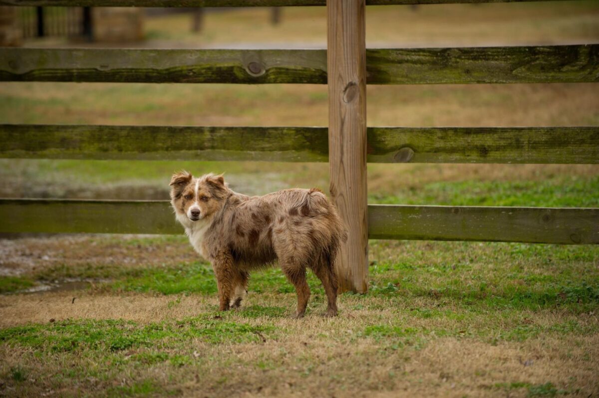 Livestock guardians: Top dogs for protecting your herd or flock | News ...